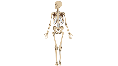What are the parts of the human body? - KS1 Science curriculum - BBC ...