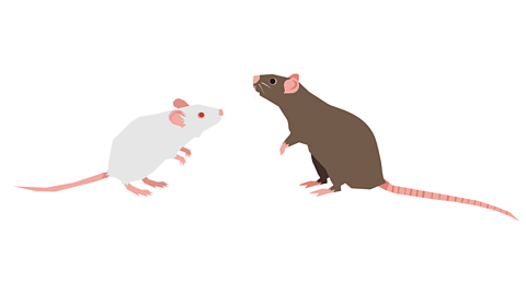 How are sounds made? – KS2 Science curriculum - BBC Bitesize