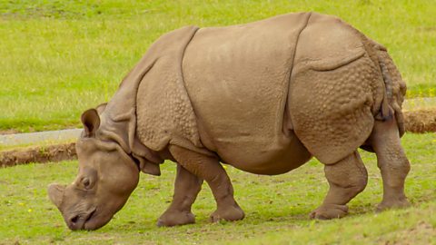 Animals - CBeebies - BBC