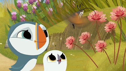 Puffin Rock - CBeebies - BBC