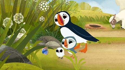 Puffin Rock - CBeebies - BBC