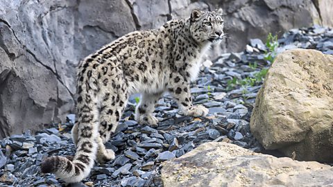 Animals - CBeebies - BBC