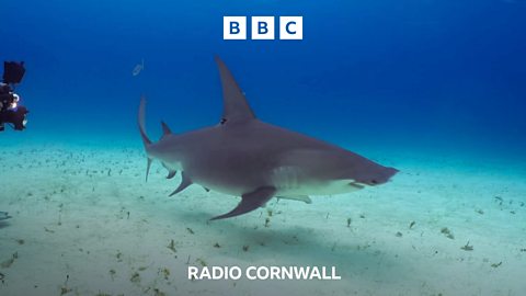 Cornwall | Latest News & Updates | BBC News