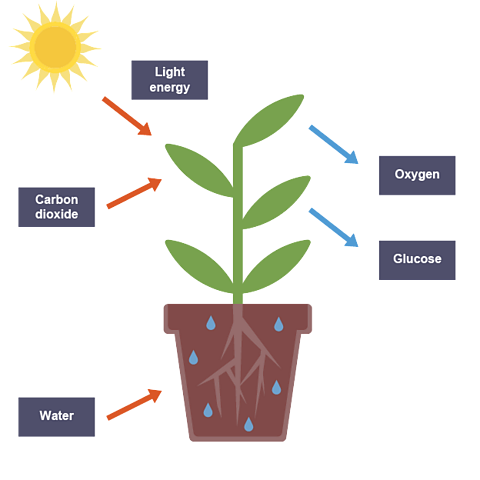 What is photosynthesis and how does it affect plants in GCSE Biology ...