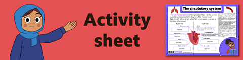 The circulatory system – KS2 Science curriculum - BBC Bitesize
