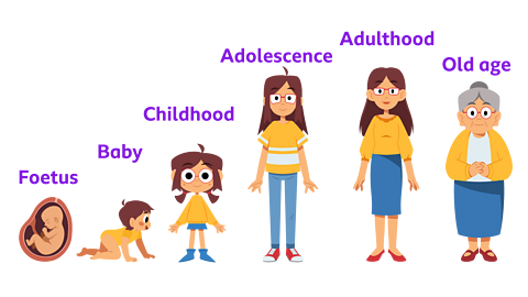 Changes in humans during their lifetime – KS2 Science curriculum - BBC ...