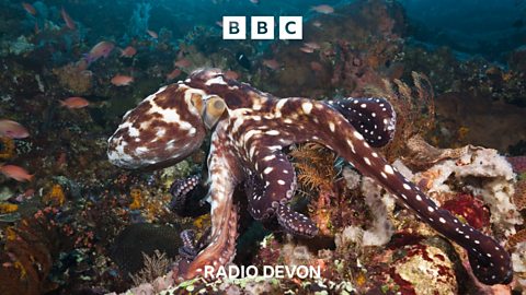 Devon | Latest News & Updates | BBC News