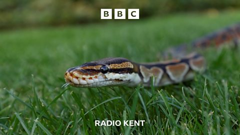Kent | Latest News & Updates | BBC News