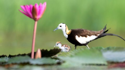 CBBC Animal Hub - CBBC - BBC