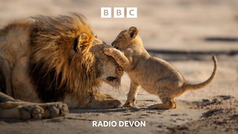 Devon | Latest News & Updates | BBC News