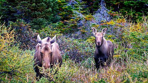 Fun facts about Canada you might not know - BBC Bitesize
