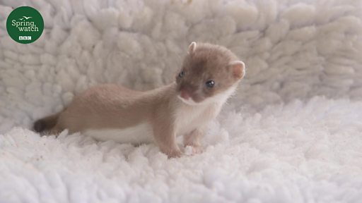 BBC Two - Springwatch, Rescued baby stoat