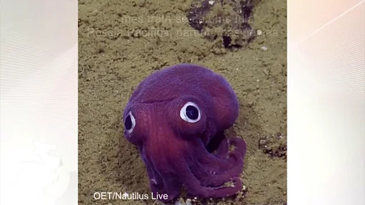 Mergulhadores encontram lula 'que parece Pokémon' - BBC News Brasil