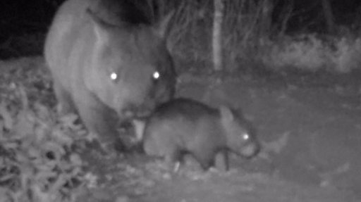 Wombat mating bite may help species survive, scientists say - BBC News