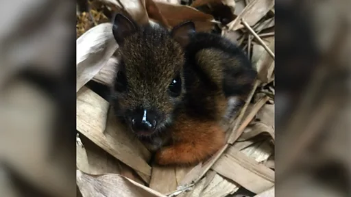 Rare Javan chevrotain mouse-deer born at Marwell Zoo - BBC News