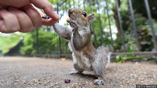 BBC Learning English - The English We Speak / Botch job