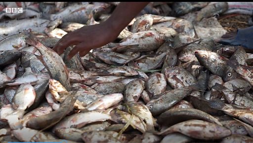 Qabeenya qurxummii haroo Danbal wal jalaan dhabamuuf jiru - BBC News ...