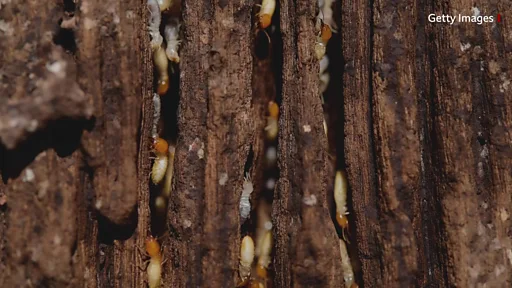 M﻿aanguddoo mootii rirmaa adamsuun ummata furaa jiran - BBC News Afaan ...
