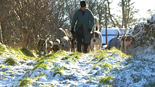 New Scottish fox hunting bill passes 20 years after ban - BBC News
