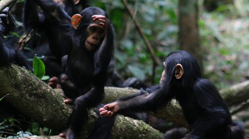 Humans and wild apes share common language - BBC News