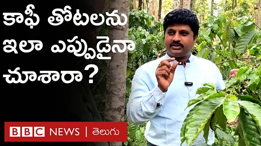 కాఫీ తోటలను కొండల దగ్గరే ఎందుకు సాగు చేస్తారు? - BBC News తెలుగు