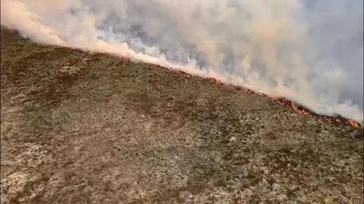 Signs of life after a wildfire that was visible from space - BBC News