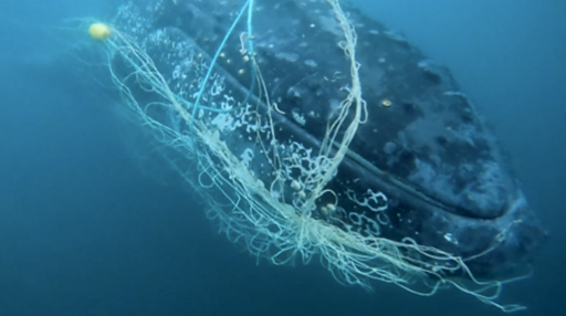 Australija i životinje: Trenutak kada je iz mreže oslobođen grbavi kit ...