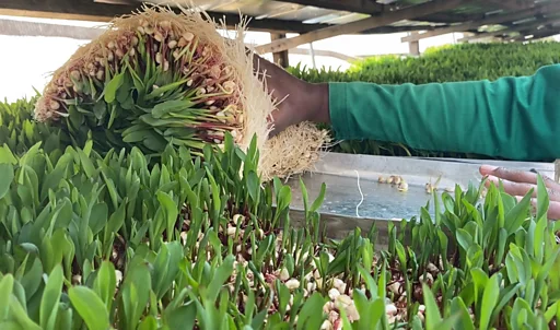 Rwanda: Ubwatsi bwera mu minsi 4 buhingwa nta butaka…Ababuhinga bavuga ...