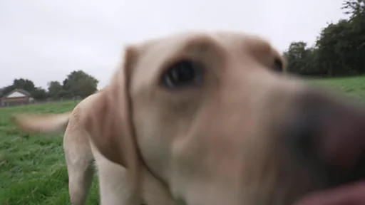 National Puppy Day: Your adorable pictures! - CBBC Newsround