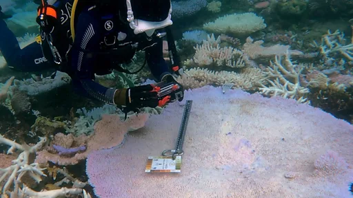 Coral bleaching: Fourth global mass stress episode underway - US scientists - BBC News