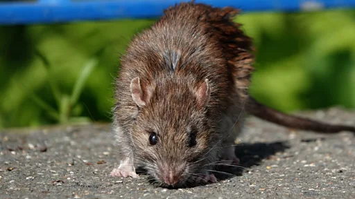 Rat rise in Cardiff leaves resident scared to open front door - BBC News