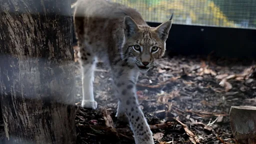Lynx left to starve now living happy, enriched lives, says park - BBC News