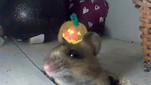 'I built a tiny castle for mice in my garden' - BBC News