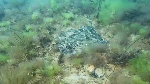 Sussex seabed 3.5km dive shows 'thriving' coastline - BBC News
