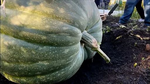 How Stourbridge man transported giant squash to Malvern vegetable show ...