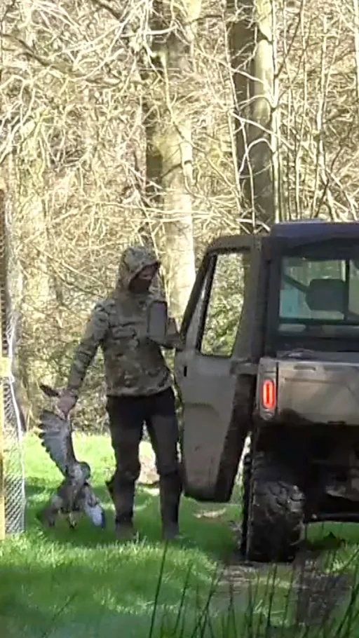 North Yorkshire gamekeeper admits beating buzzard to death - BBC News