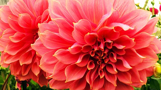 BBC Two - RHS Chelsea Flower Show, 2013, In Pictures: The RHS Chelsea ...