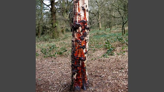 BBC Two - Nature's Weirdest Events, Series 3, In pictures: Some of ...