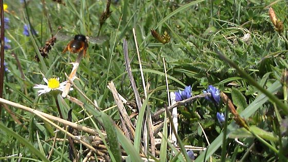 BBC Radio 4 - Living World, A Shell Nesting Bee, A Shell Nesting Bee ...