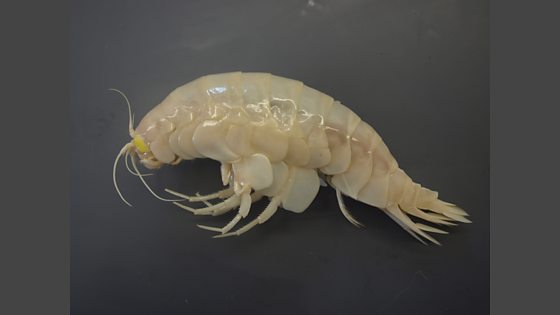 BBC Radio 4 - Into the Abyss, The Hadal Zone, Creatures in the hadal ...