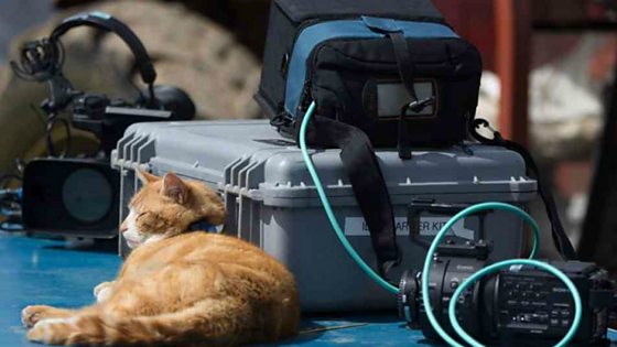 BBC Two - Cat Watch 2014: The New Horizon Experiment, Filming cats ...