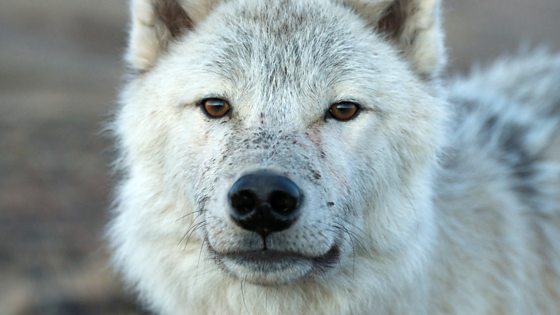 BBC Two - Snow Wolf Family and Me, In pictures: Snow Wolf Family and Me ...