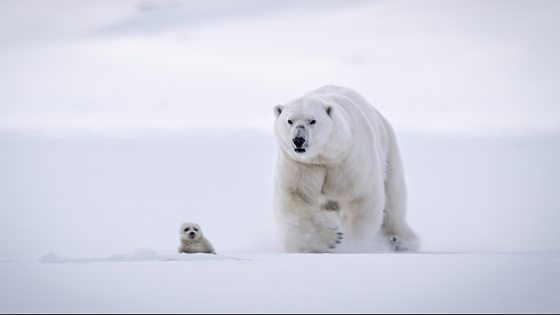 BBC One - The Hunt, In the Grip of the Seasons (Arctic), Polar ...