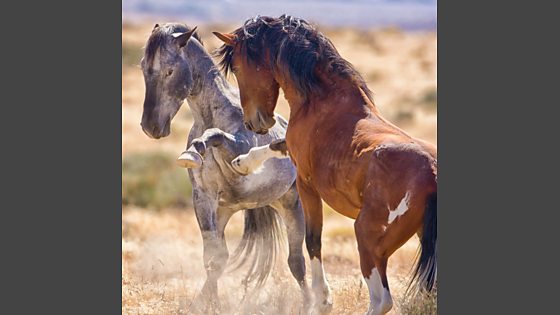 BBC Two - Wild West - America's Great Frontier, Desert Heartlands, In ...