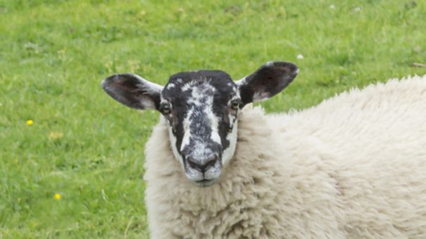 What types of food do animals eat? - BBC Bitesize