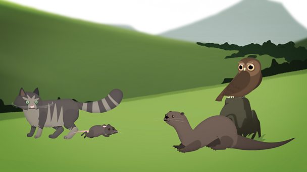 KS1 Science - England - BBC Bitesize