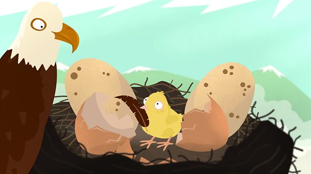 KS1 Science - England - BBC Bitesize