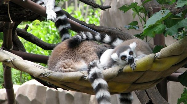 Six cute animals you've never heard of - BBC Bitesize