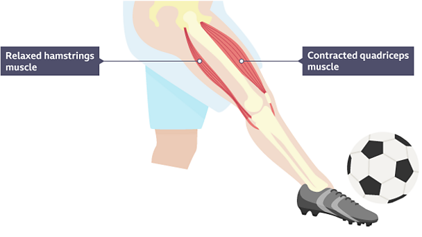 What are skeletal muscles? - Living organisms - KS3 Biology - BBC ...