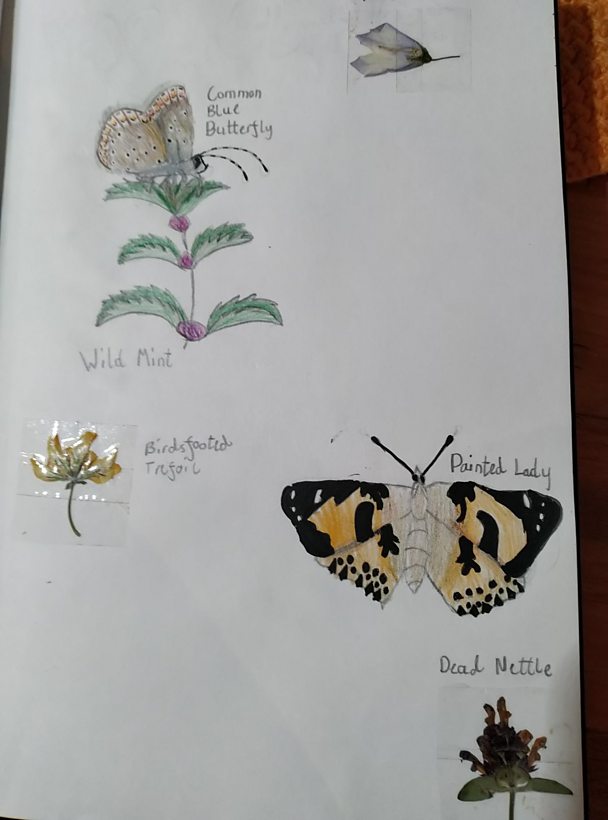 How to start a nature journal - BBC Bitesize